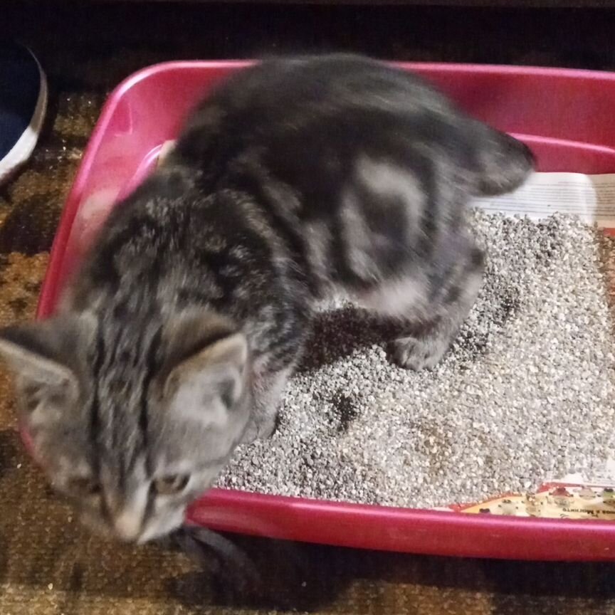 Кошечка