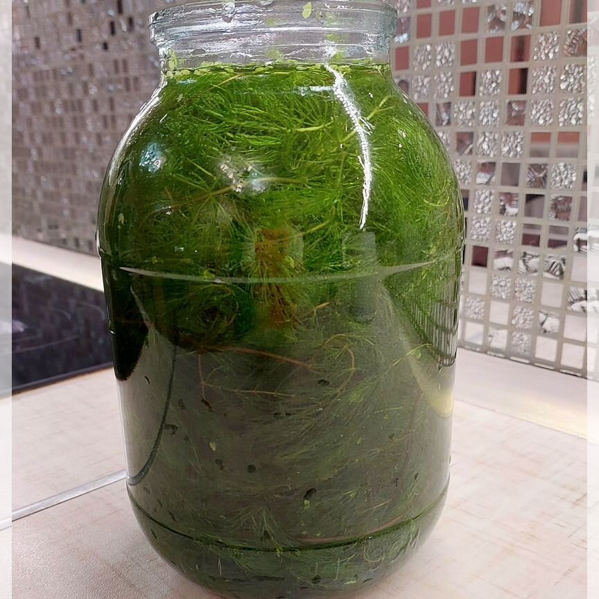 Роголистник в аквариум