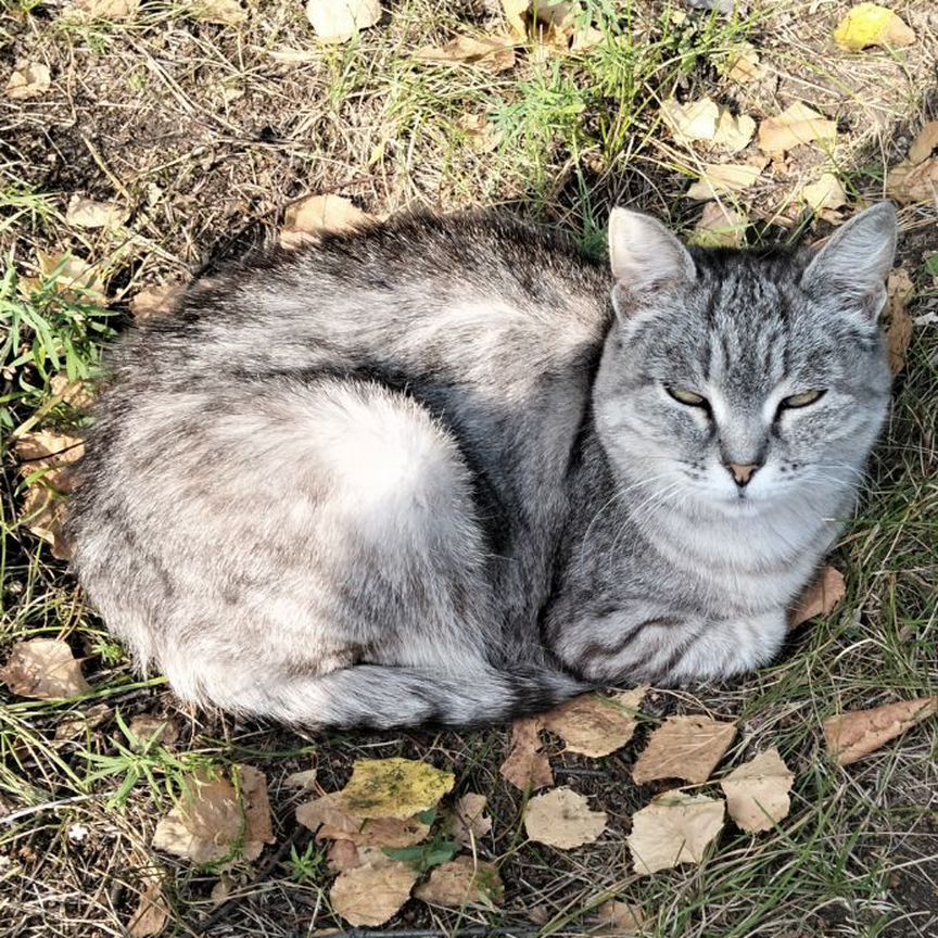 Кошечка в добрые руки