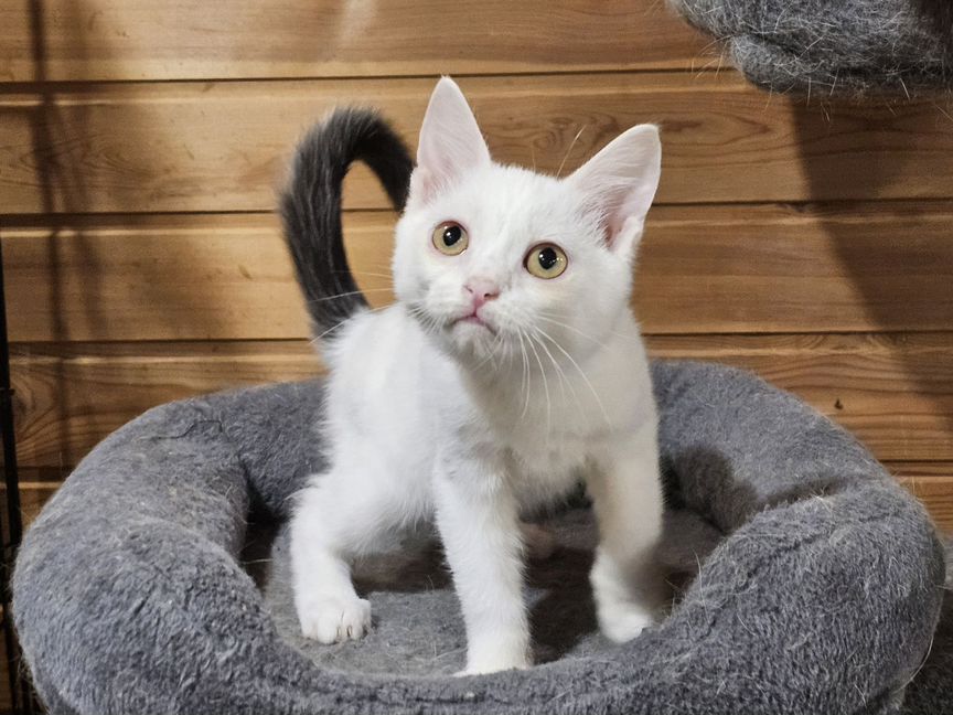 Котик Смайтик ждёт своего человека 3мес Привит
