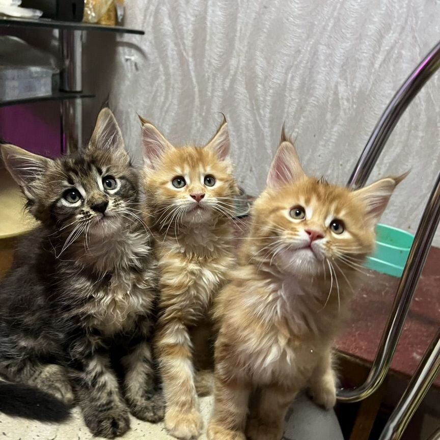 Котята мейн-кун