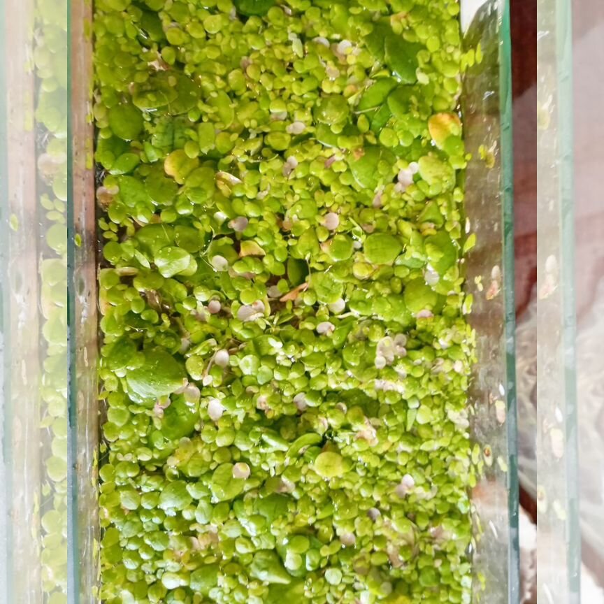 Аквариумные растения