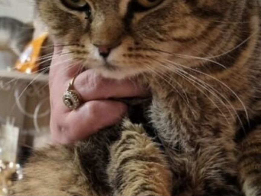 Кошка Мурка