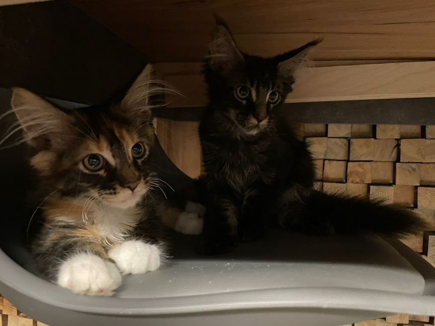 Котята менкун