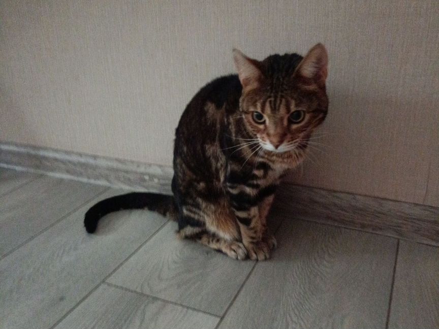 Кошка
