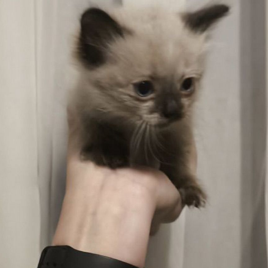 Котята отдам бесплатно