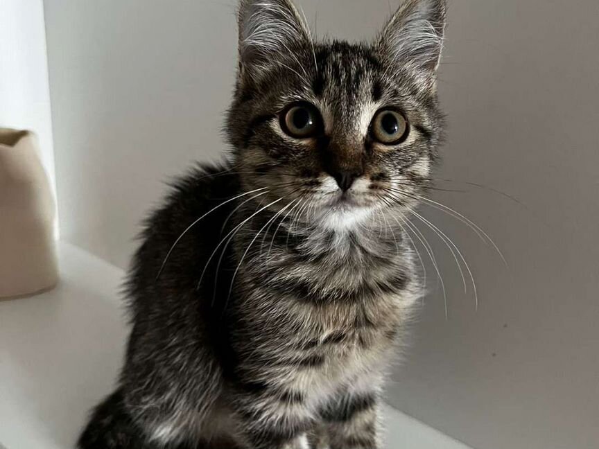 Потерялся котенок