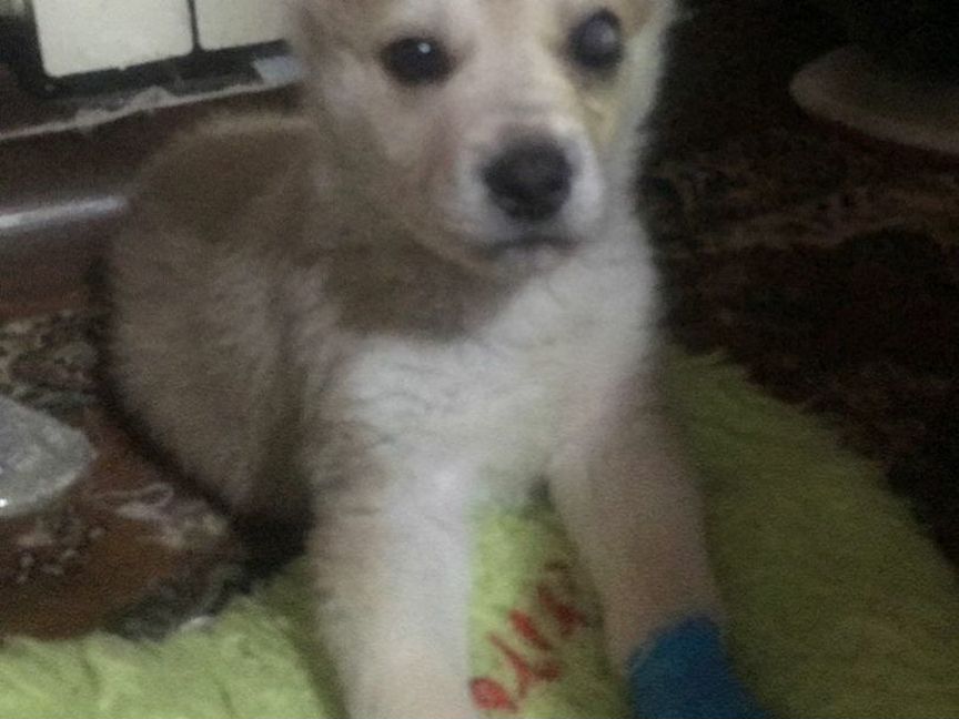 Умница Лакки