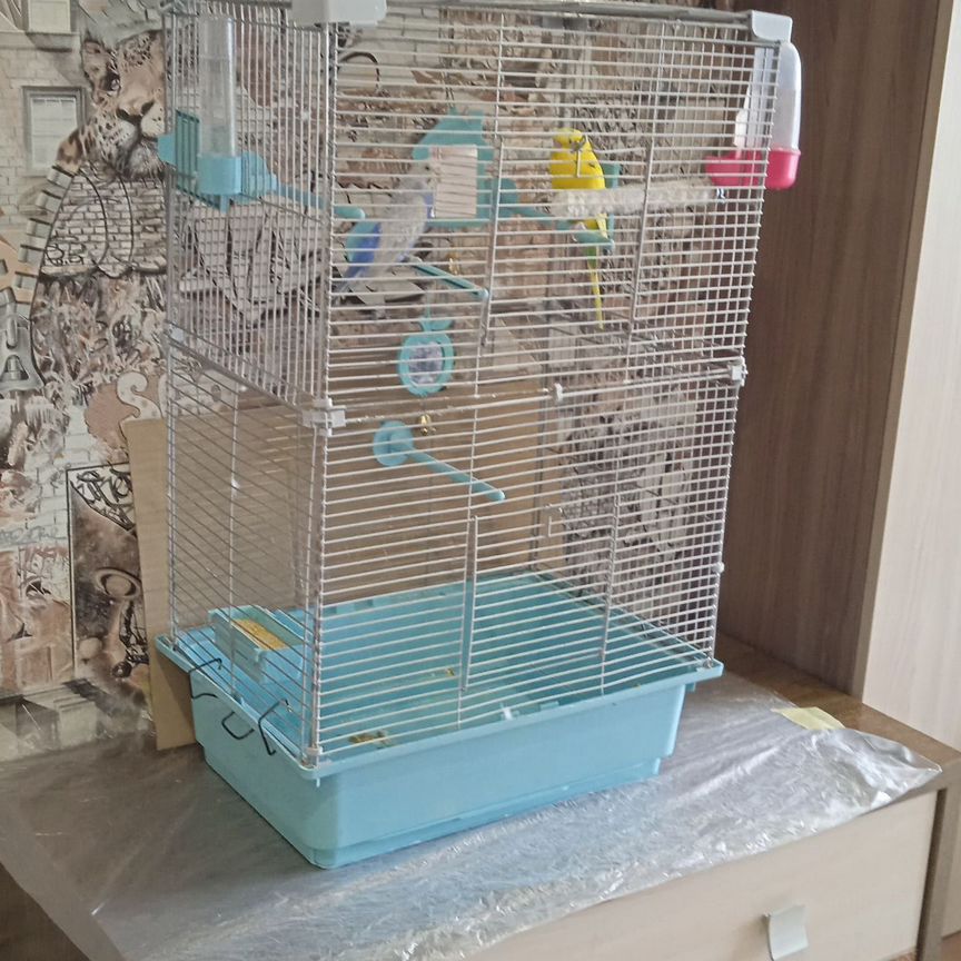 Волнистые попугаи