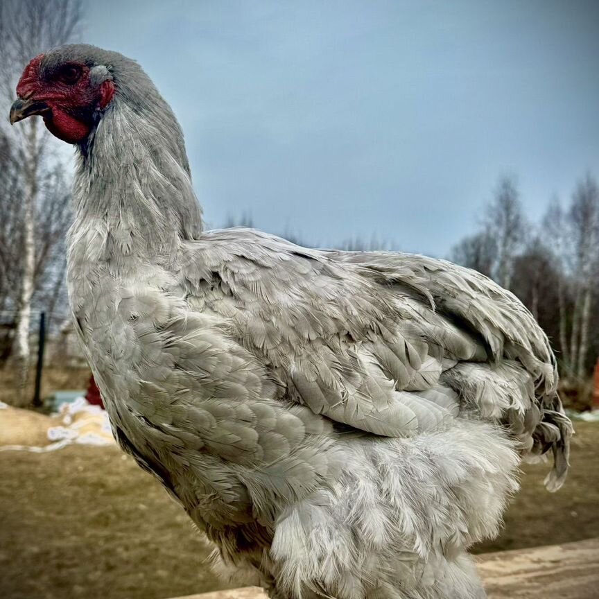 Семья брама лаванда