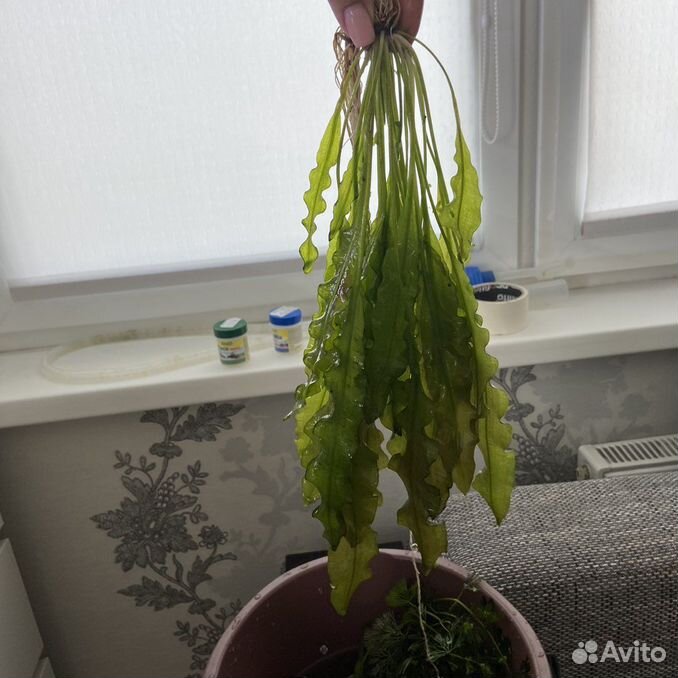 Эхинодорус бесплатно