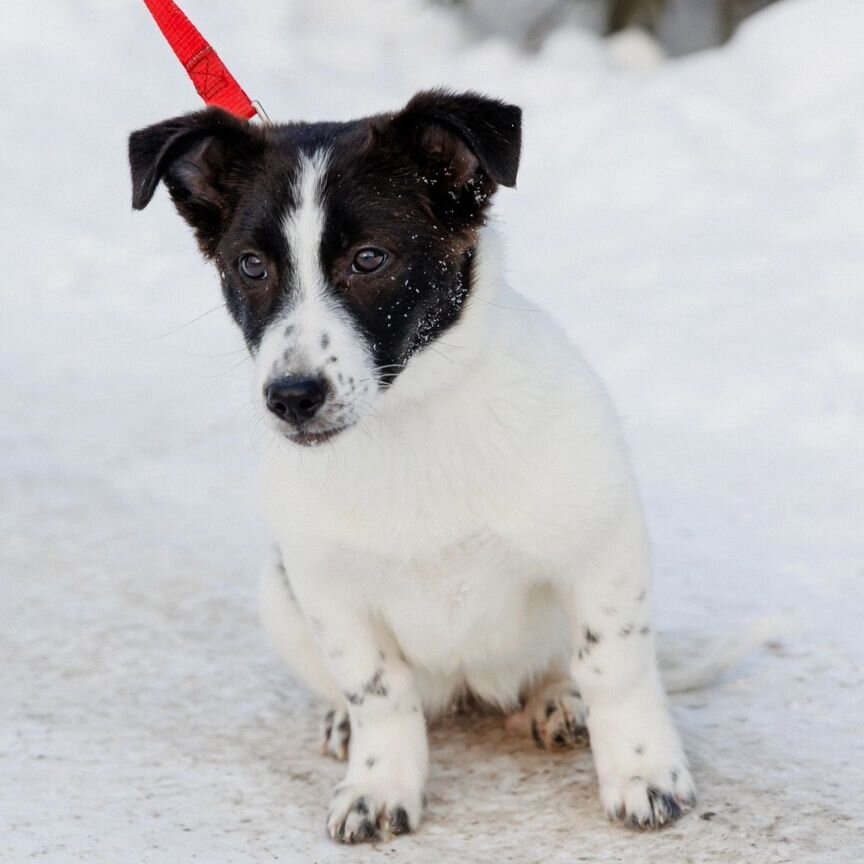Подопечная приюта