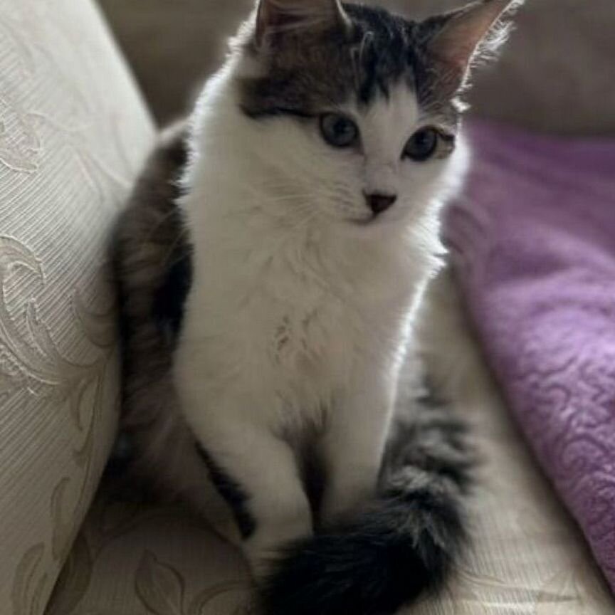 Молодая кошечка