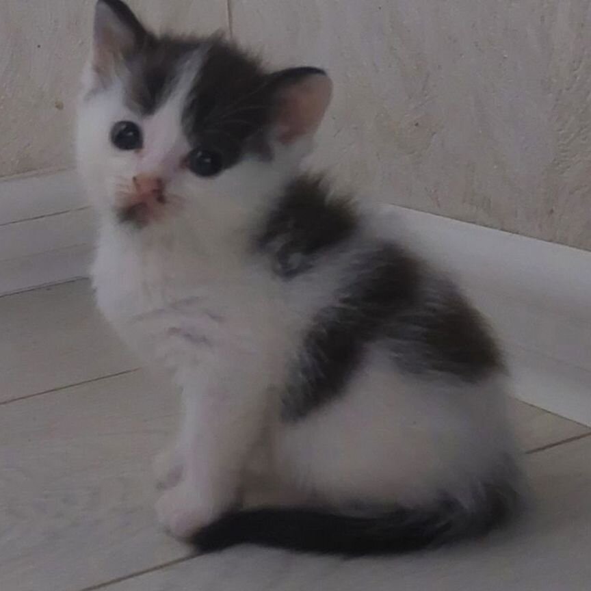 Котята в добрые руки бесплатно мальчик и девочка