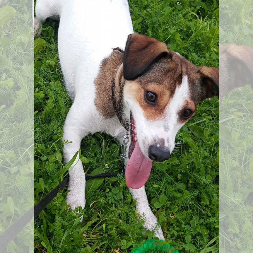 Джек-рассел-терьер, взрослая собака