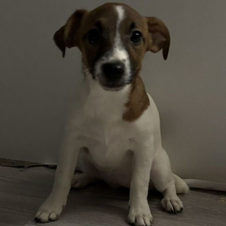 Малыши джек рассел терьера