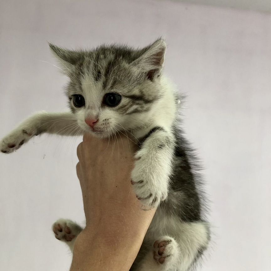 Котята в добрые руки бесплатно