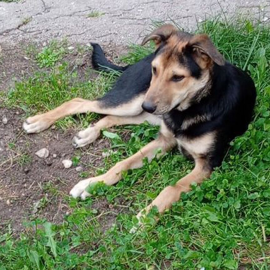 Найдена собака, кобель