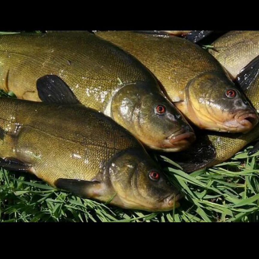 Свежая рыба линь, карась