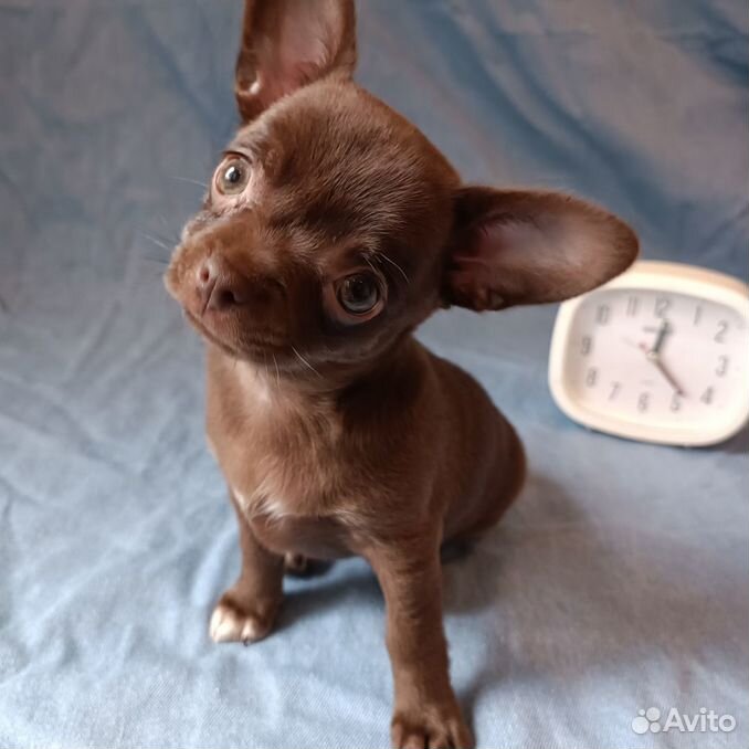 Сладкая шоколадочка