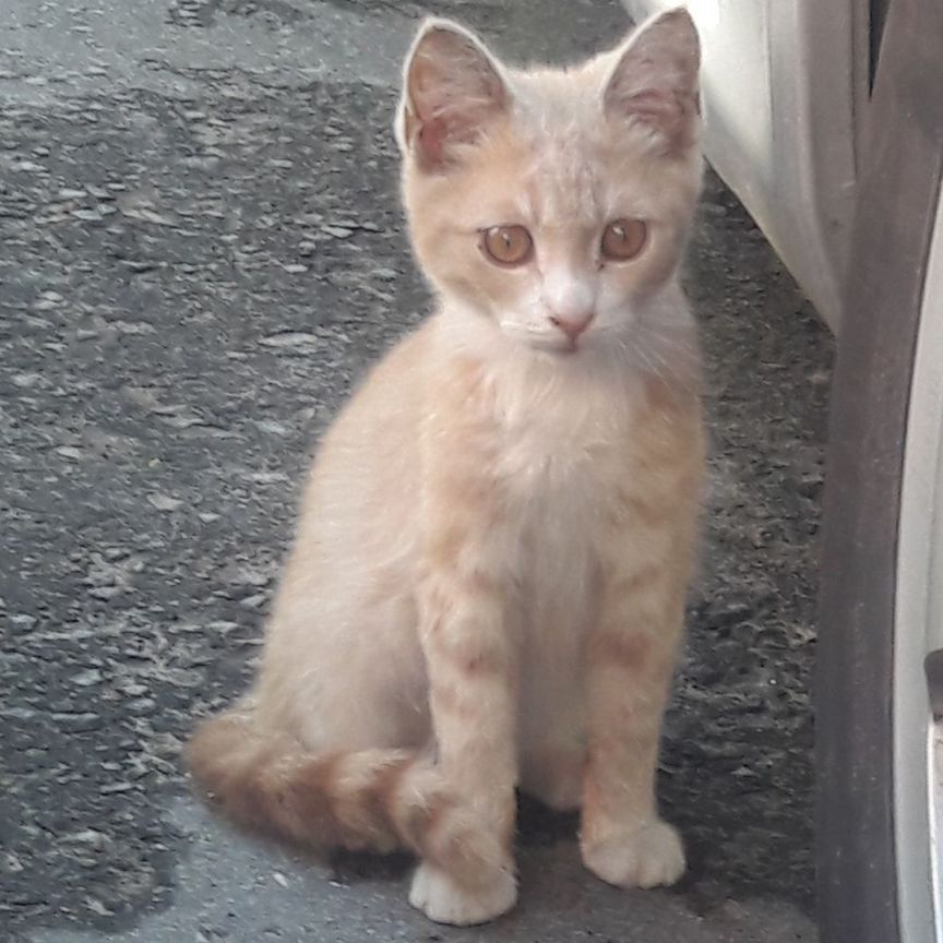 Ищем дом для брошенного котёнка