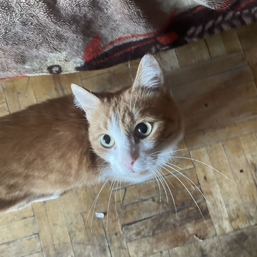 Очень добрый котик с нелегкой судьбой