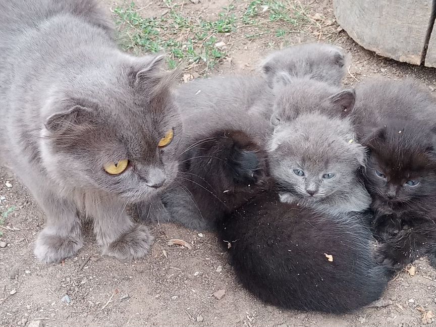 Котята