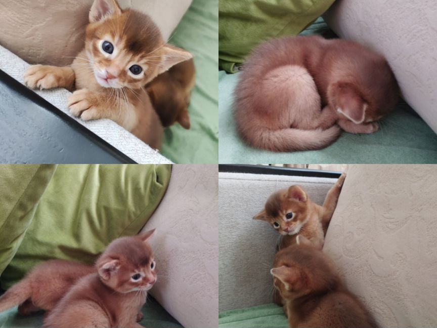 Абиссинские котята соррель