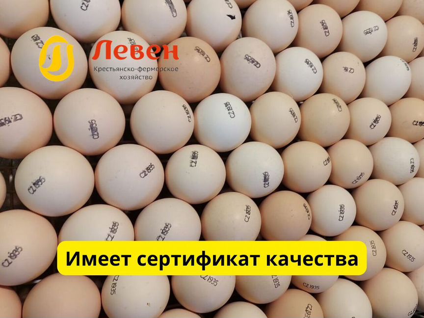 Инкубационное яйцо. Кобб и Росс. Из Европы