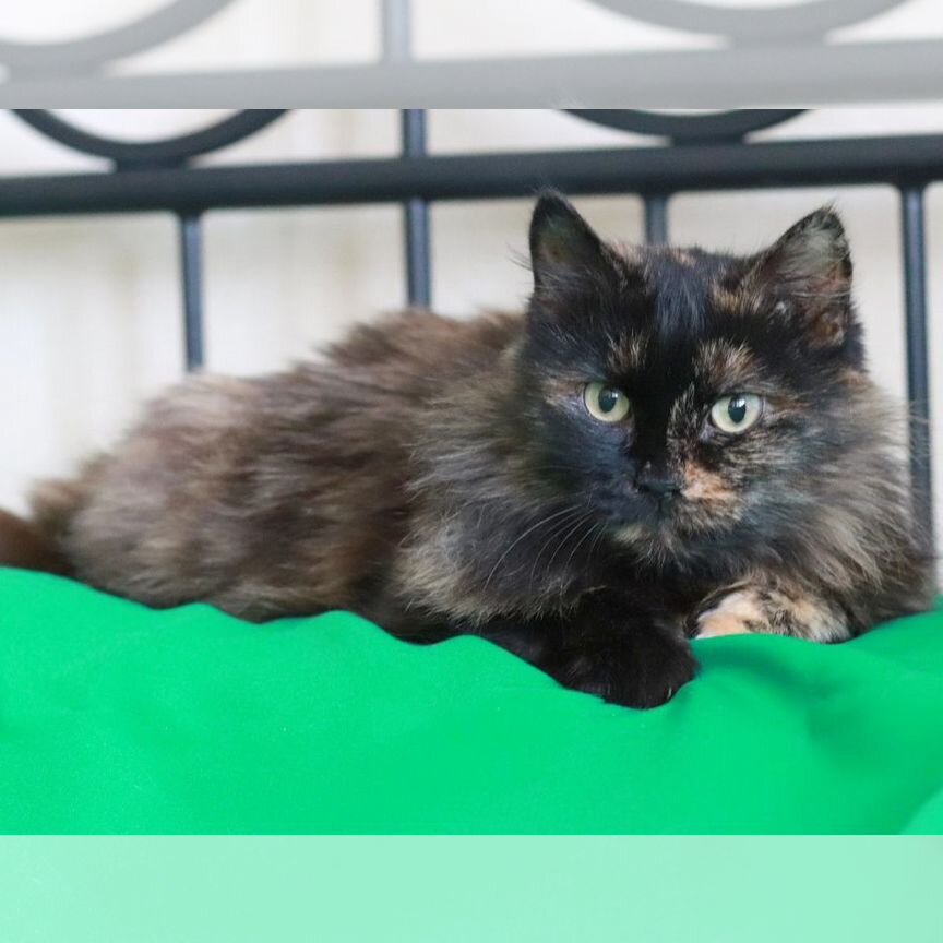 Взрослая, кошка в добрые руки