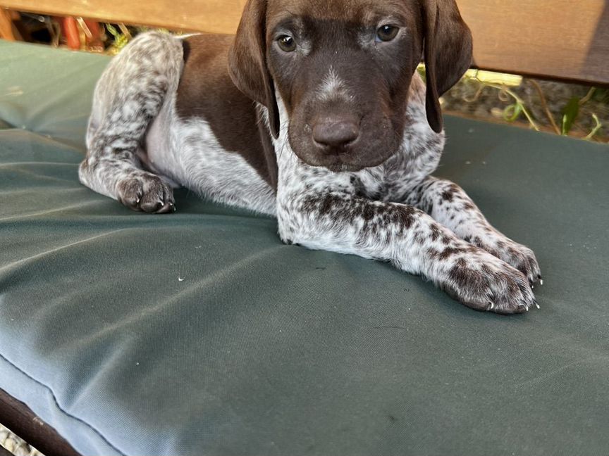 Щенок Курцхаара (мальчик)