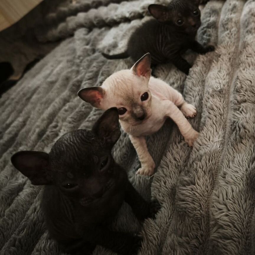Донской сфинкс котёнок