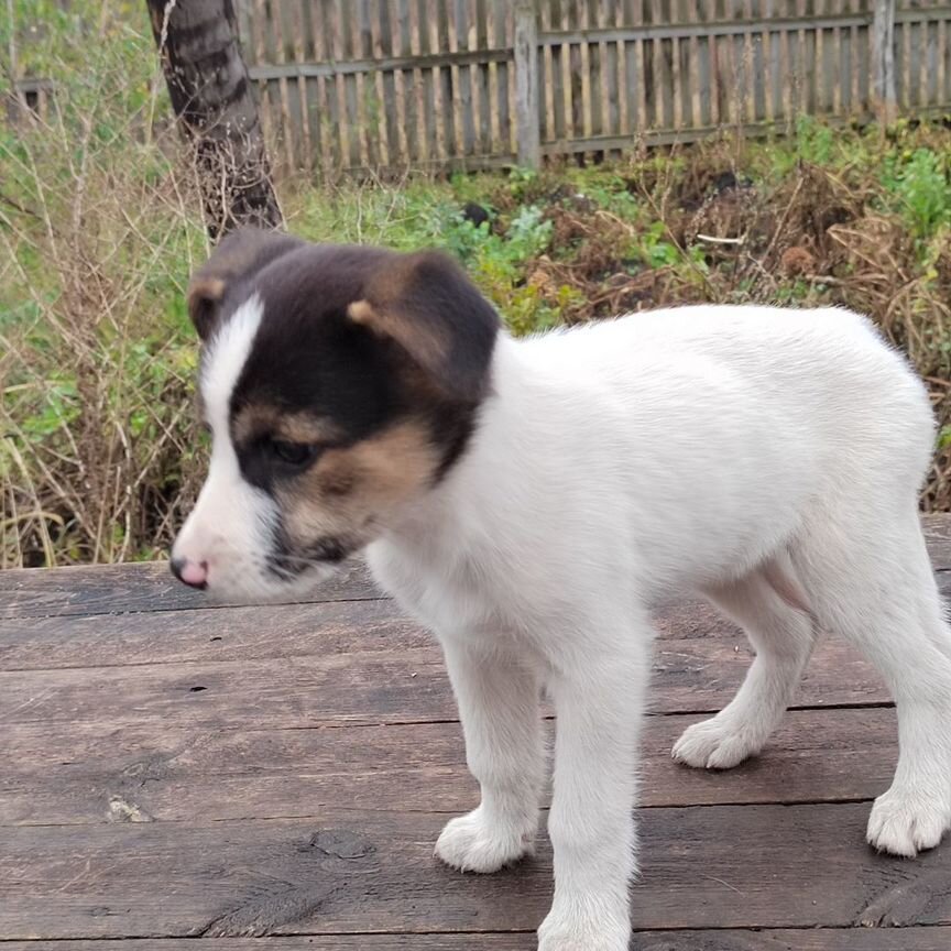 Щенки 1,5 месяца девочки