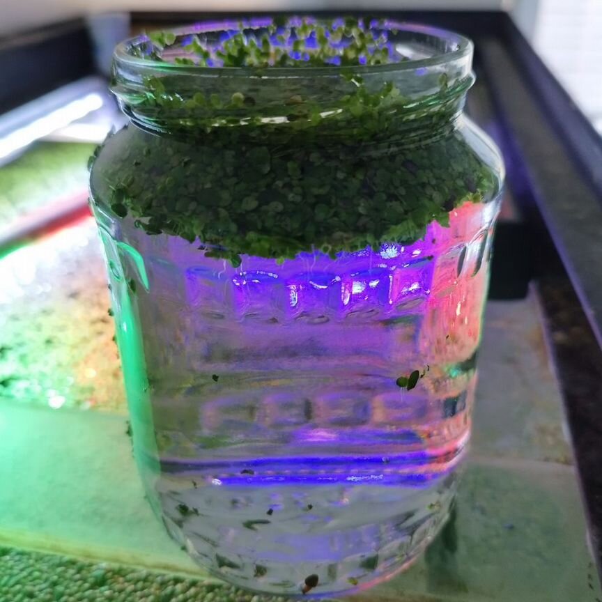 Ряска для аквариума отдам