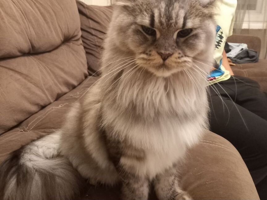 Кошка в дар бесплатно