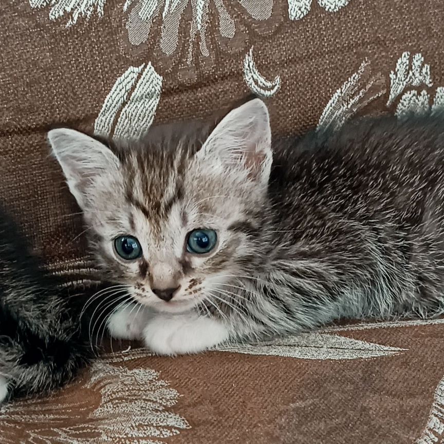 Котёнок девочка в добрые руки