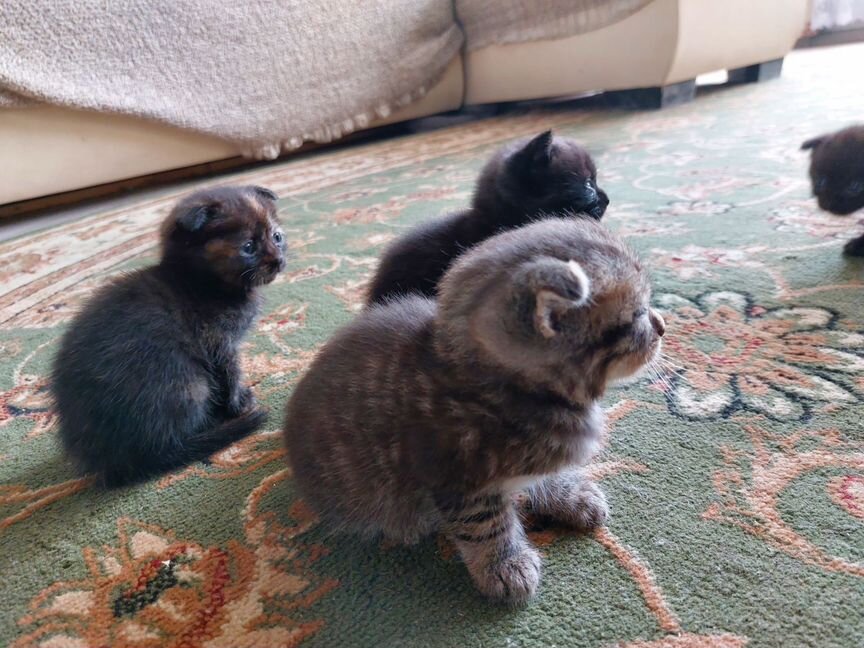 Продаются котята необычные вислоухие