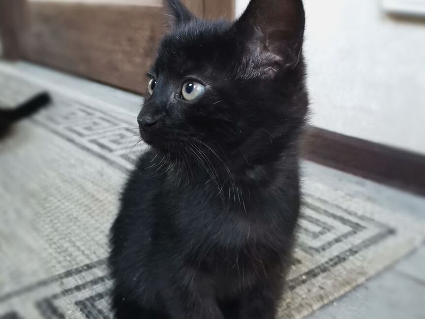 Котята