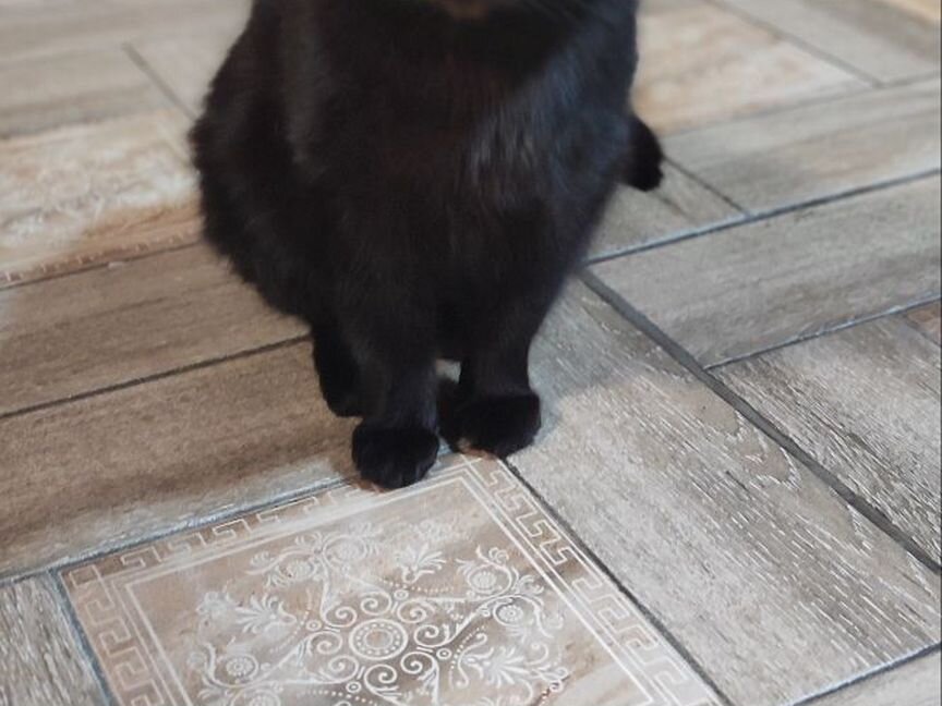 Котик и кошечка ищут семью