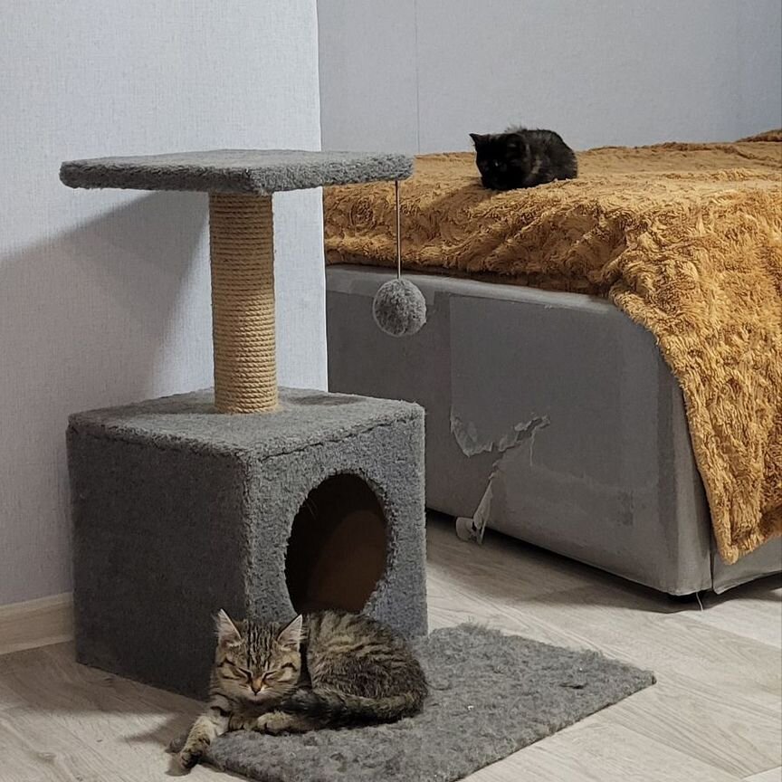 Котята в добрые руки бесплатно, девочки