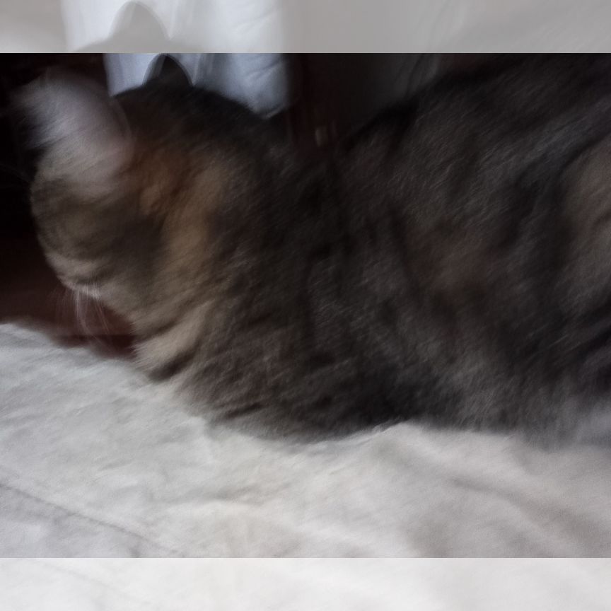 Отдам бесплатно кота