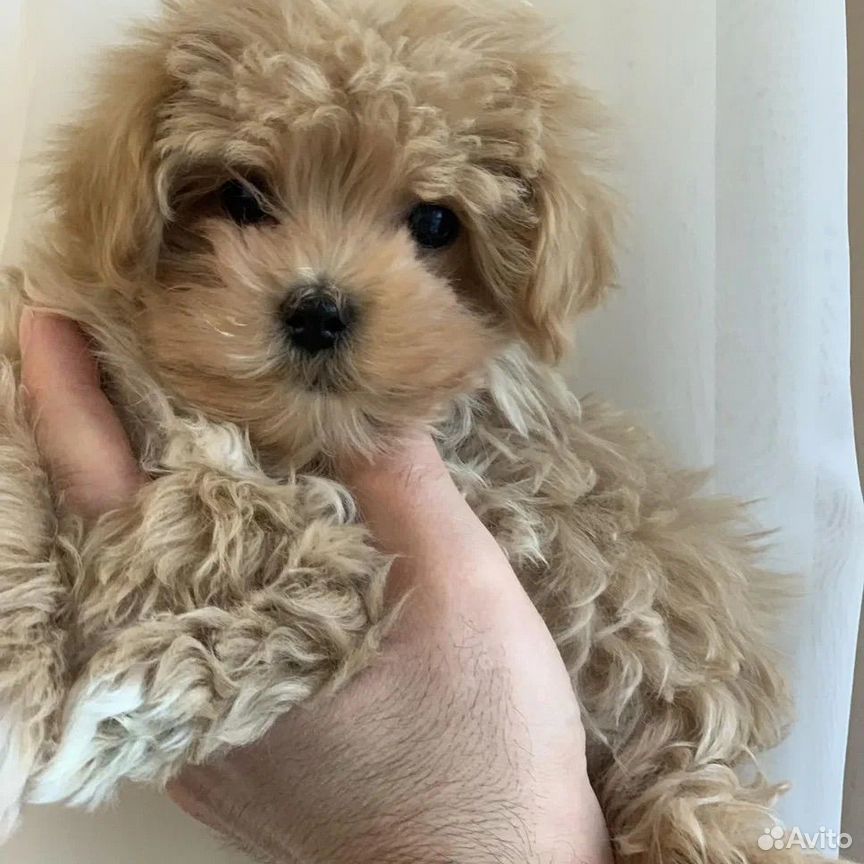 Малышка мальтипу ф1