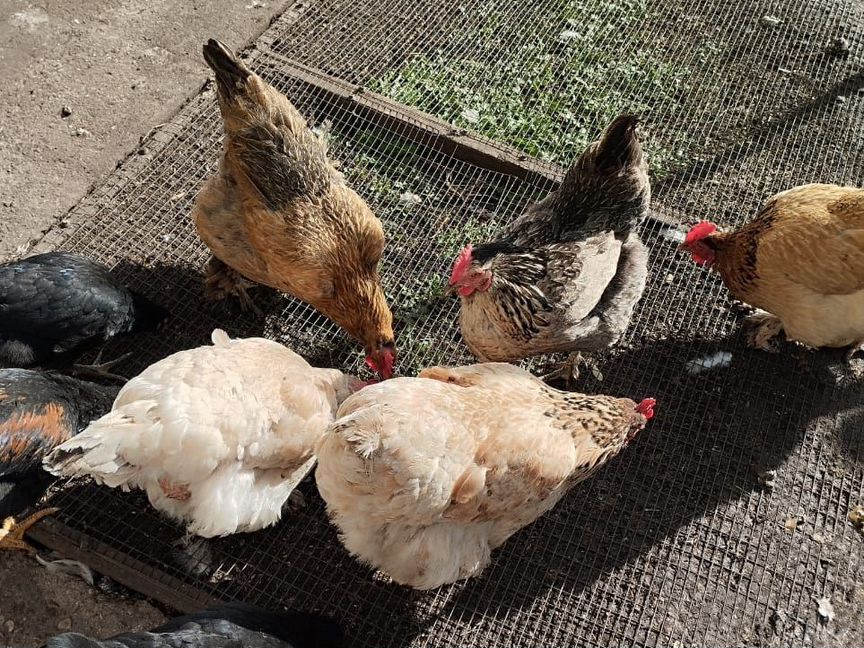 Куры несушки