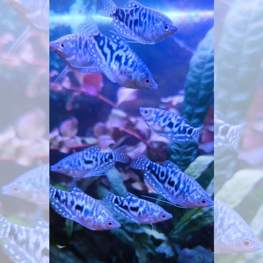 Гурами мраморный