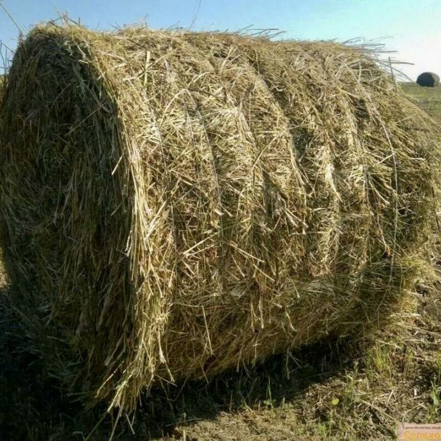 Сено в тюках с доставкой