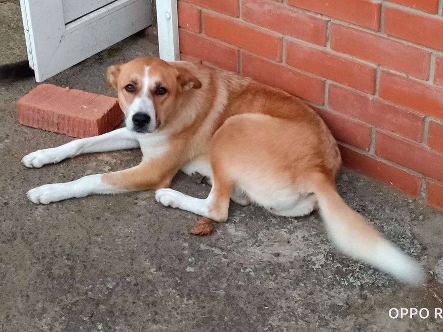 Злата золотая