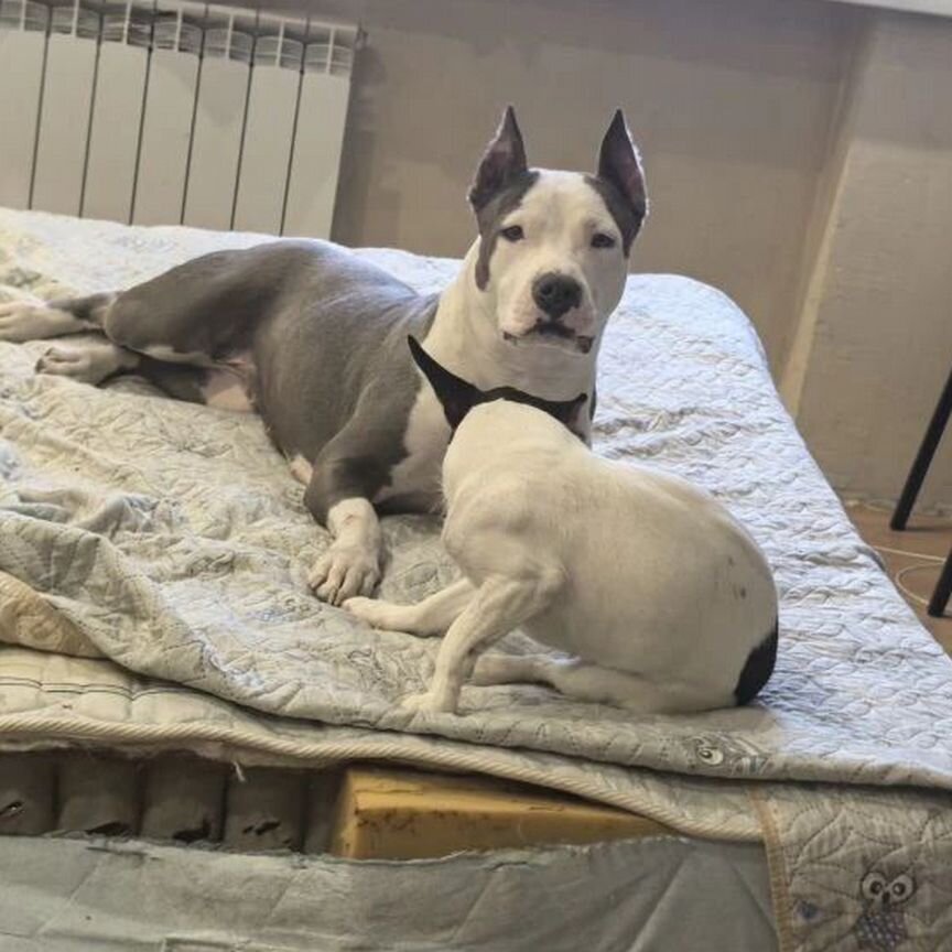 Американский стаффордширский терьер, взрослая собака