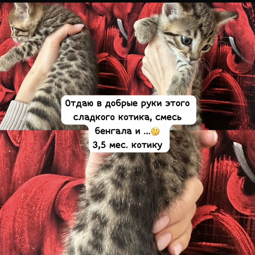 Котята в добрые руки копия бенгала