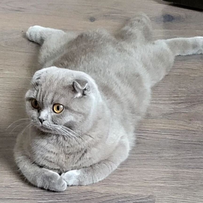 Шотландская вислоухая кошечка ищет кота