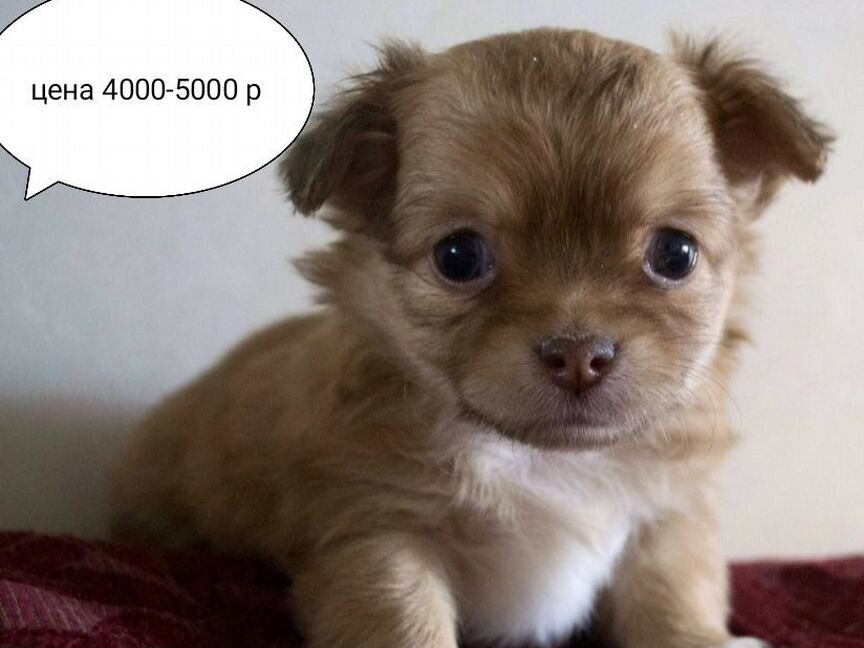 Щеночки от шпица